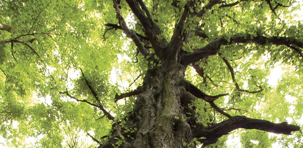 Services | Hall Render